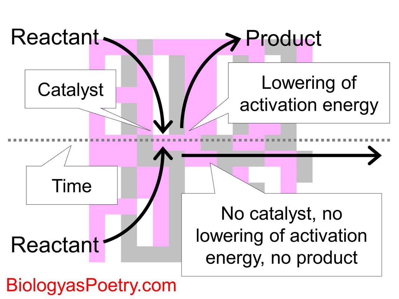 Catalyst Example In Everyday Life