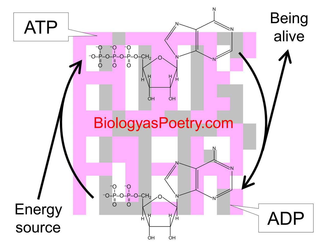 Atp Energy Diagram