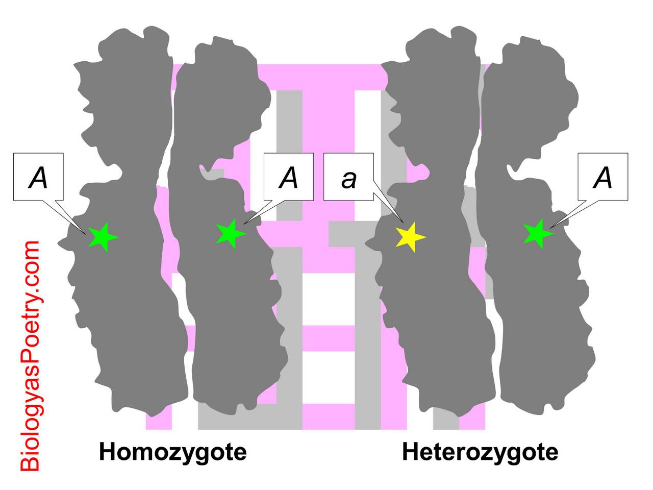 Heterozygous Biology