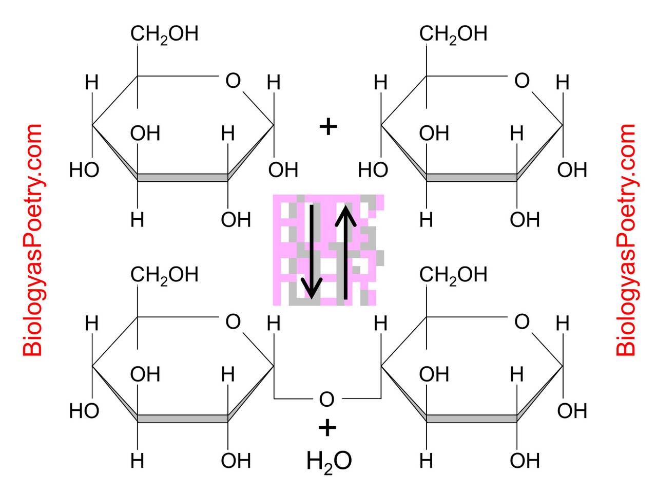 Maltose Dehydration Synthesis Reaction Maltose Dehydration Synthesis Reaction