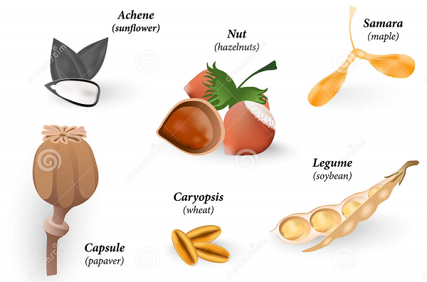 Caryopsis Fruit Examples