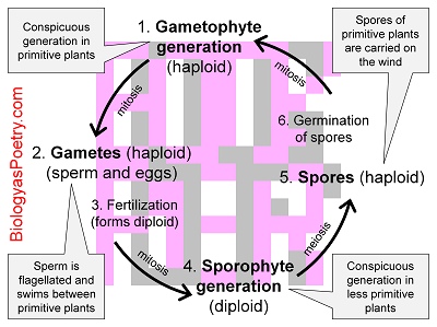 Alternation of Generations - Biology As Poetry