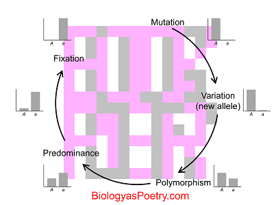 Fixation - Biology As Poetry