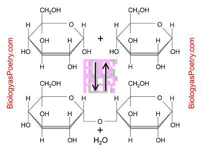 Maltose - Biology As Poetry