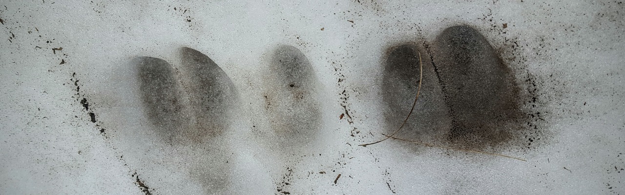 Dimorphism - Biology As Poetry