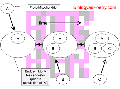 Endosymbiosis Diagrams Of Endosymbiotic Cells