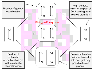 Genetic Recombination