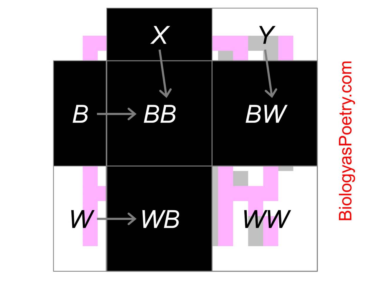 Phenotype Ratio Monohybrid Cross An Overview | ScienceDirect Topics