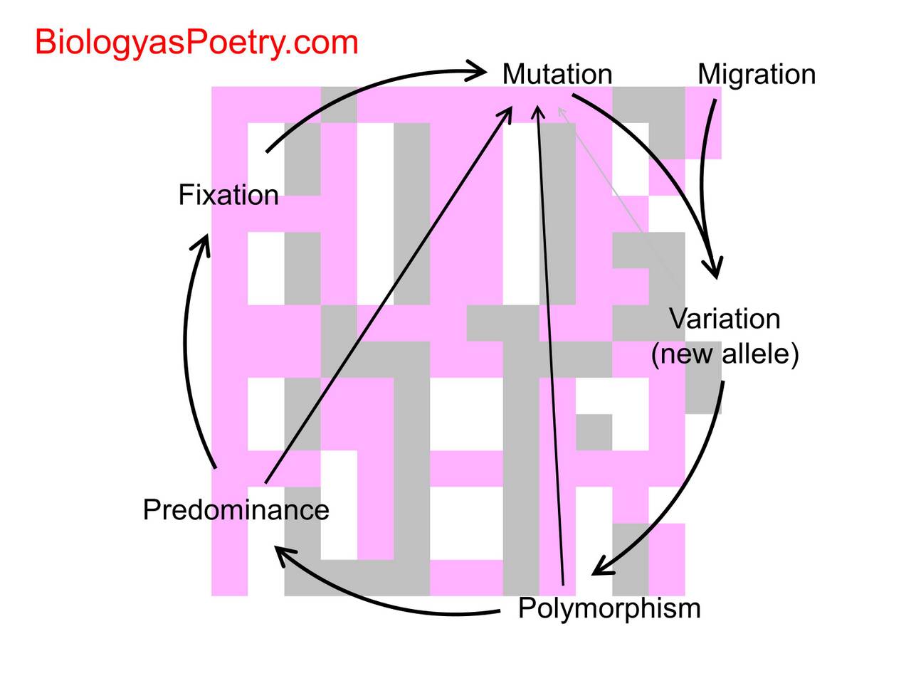 Variation Biology This Is Genetic Biodiversity | University Of