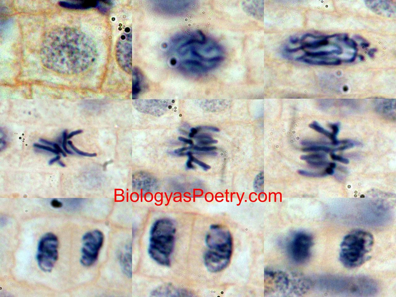 Meiosis Poem Gallery S Meiosis Poem You’re A Poet! Write A Poem,
