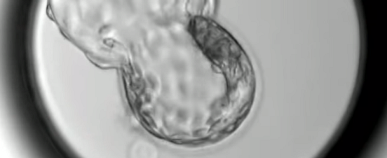 Index of /textbooks/bio1101_prelabs/images